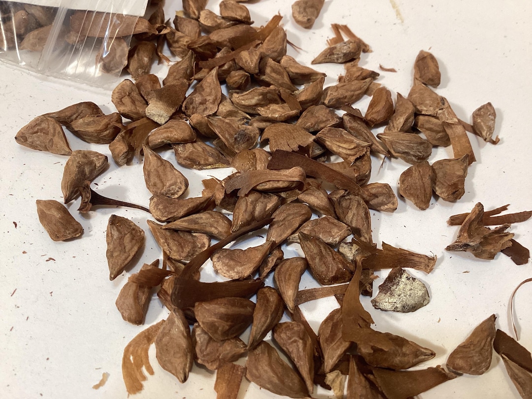 Cypress Cedar Tree Seeds (CEDRUS BREVIFOLIA) - Etsy