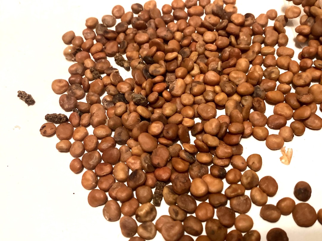 Skunk Bush Sumac Tree Seeds (RHUS TRILOBATA) - Etsy