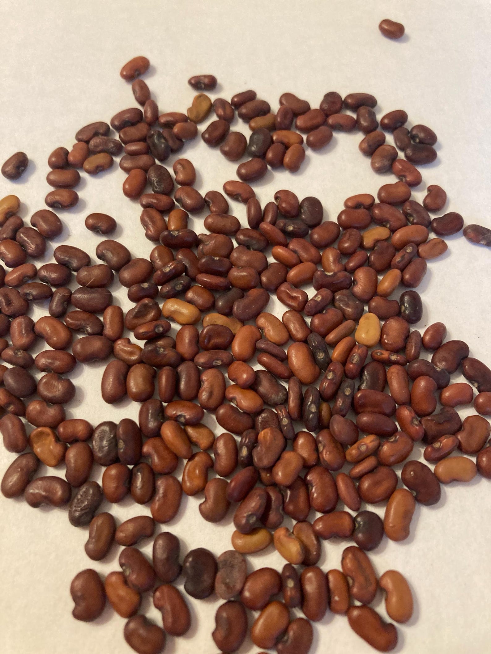 Vegetable Hummingbird Tree Seeds (SESBANIA GRANDIFLORA) (agati) - Etsy