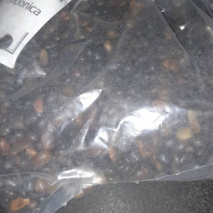 Japanese Pagoda Tree Seeds SOPHORA JAPONICA chinese Scholar Tree - Etsy