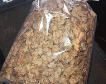 West Indian Elm Seeds guazuma Ulmifolia Packet of 5 Seeds Palm Beach ...