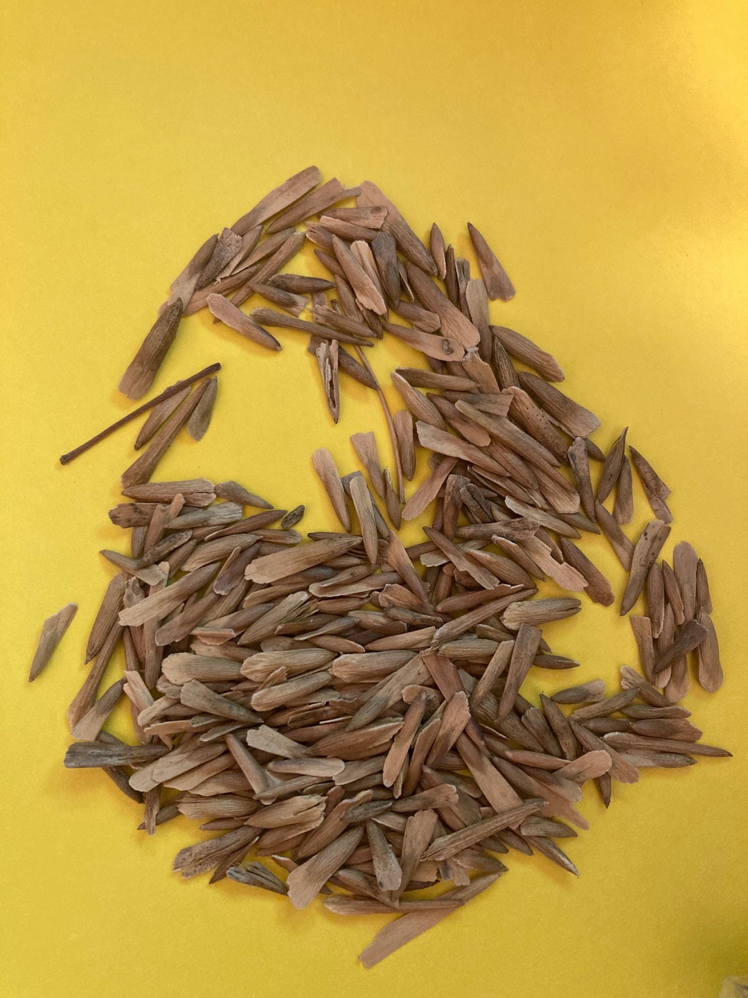 White Ash Tree Seeds FRAXINUS AMERICANA Biltmore Ash, Cane Ash ...