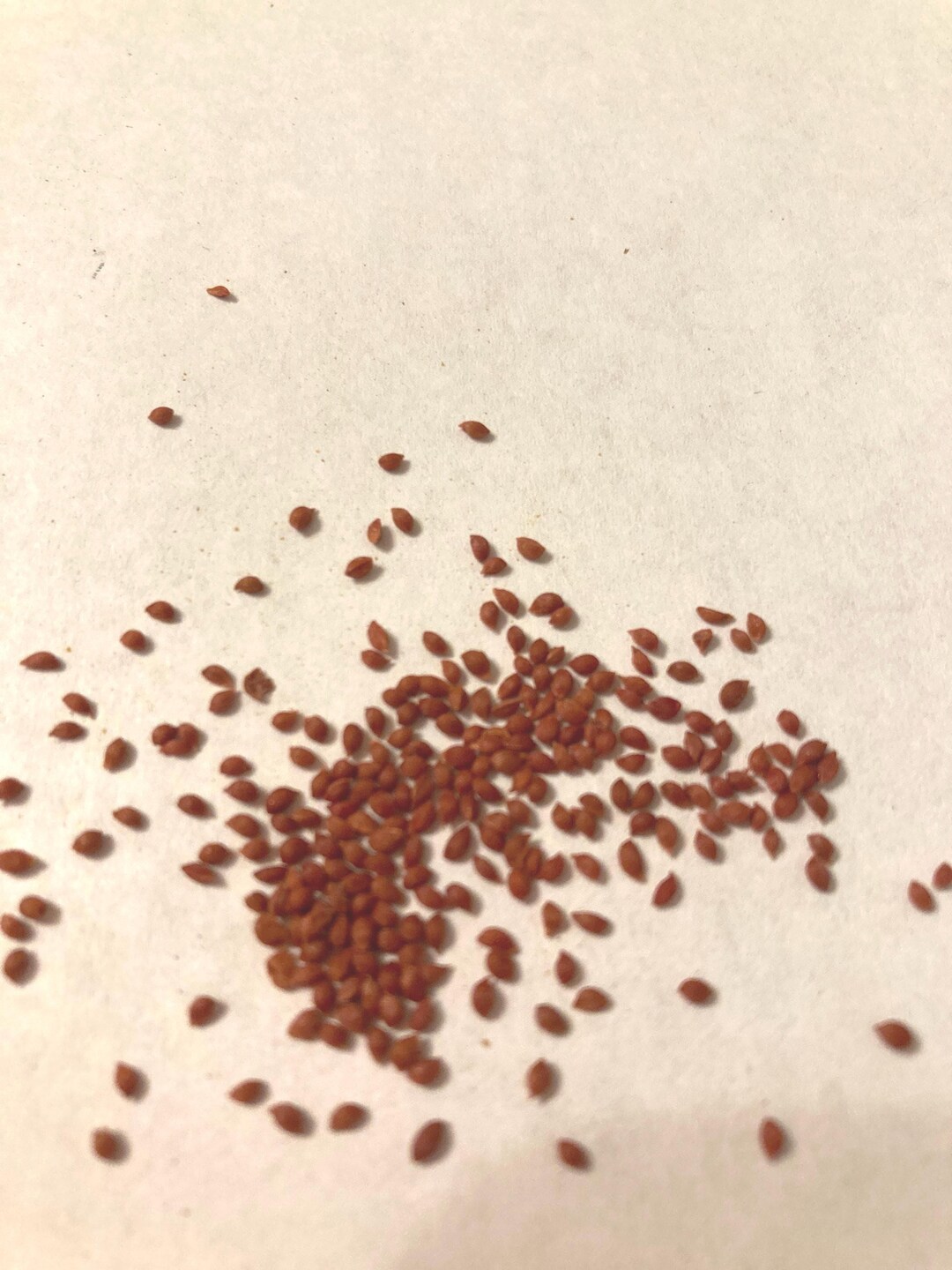 American Cranberry Seeds (VACCINIUM MACROCARPON) - Etsy