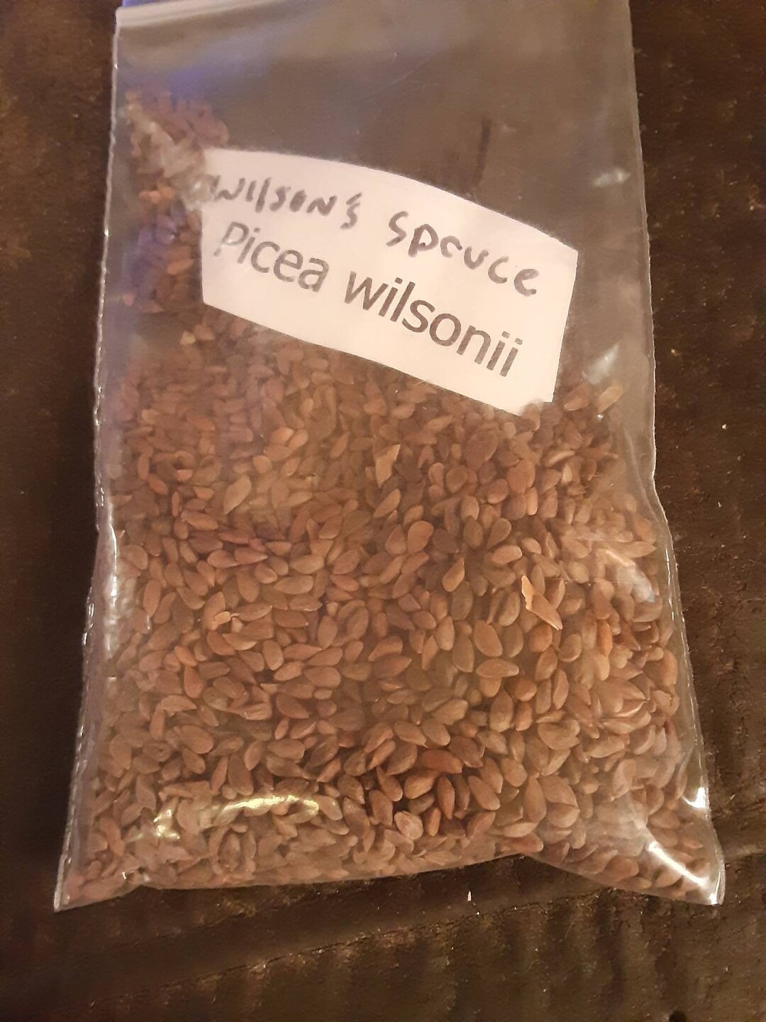 Wilson's Spruce Tree Seeds (PICEA WILSONII) - Etsy