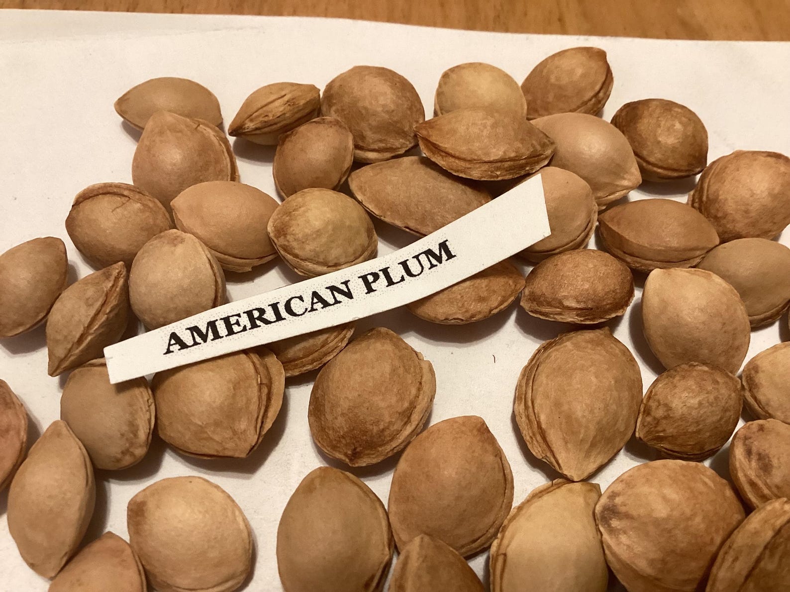 Common Wild Plum Tree Seeds (PRUNUS AMERICANA) (american Plum) - Etsy