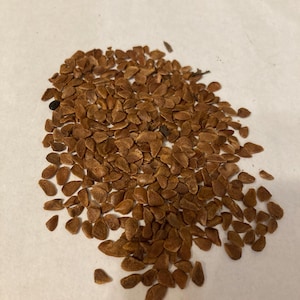 Red Toon Tree Seeds (toona Sinensis) - Etsy