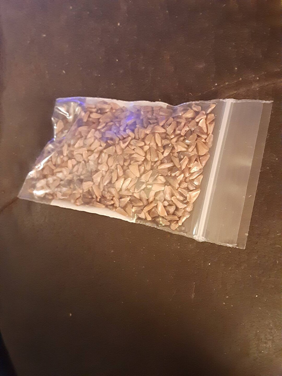 Fraser Fir Tree Seeds ABIES FRASERI - Etsy