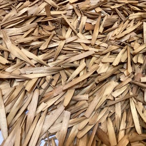 Green Ash Tree Seeds (FRAXINUS PENNSYLVANICA) (red Ash) (northern Red ...