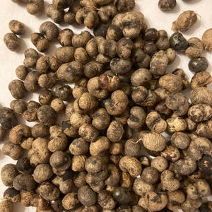 Windmill Palm Tree Seeds (TRACHYCARPUS EXCELSUS) (fotunei) (chinese ...