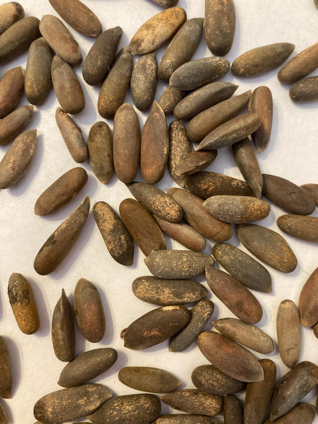 Chilgoza Pine Tree Seeds (PINUS GERARDIANA) (chilgoza Nut Pine ...