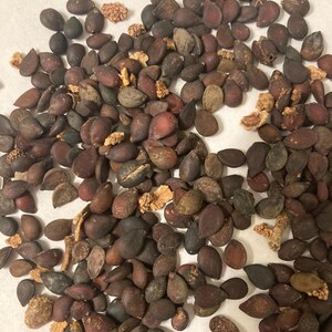 Chinese Sand Pear Tree Seeds (PYRUS PYRIFOLIA) - Etsy