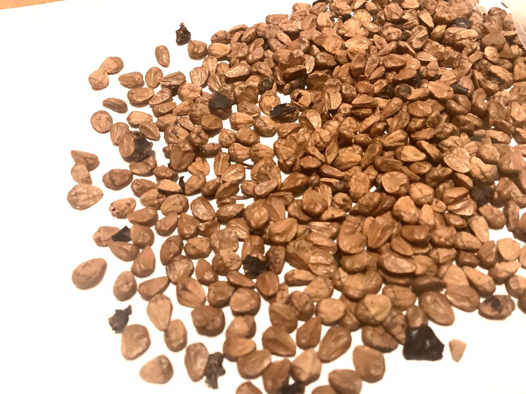 Peking Cotoneaster Seeds (cotoneaster Acutifolius) - Etsy