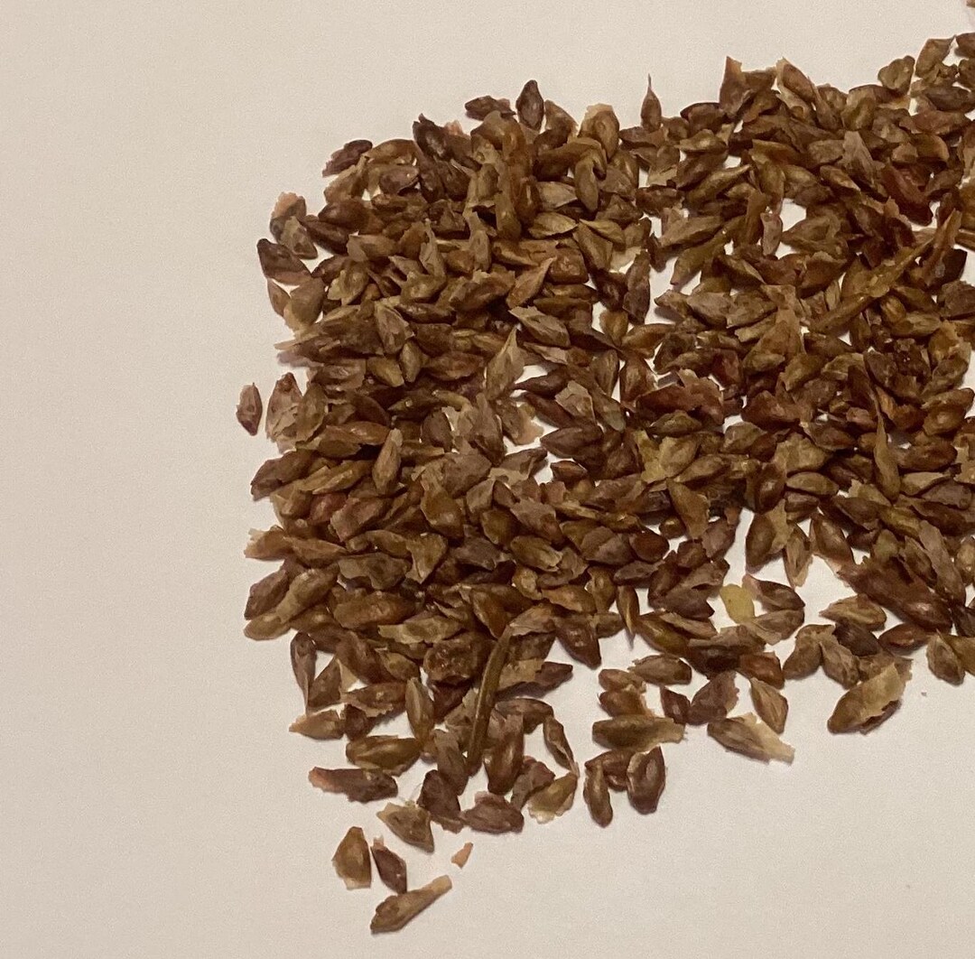 Mountain Hemlock Tree Seeds (TSUGA MERTENSIANA) - Etsy