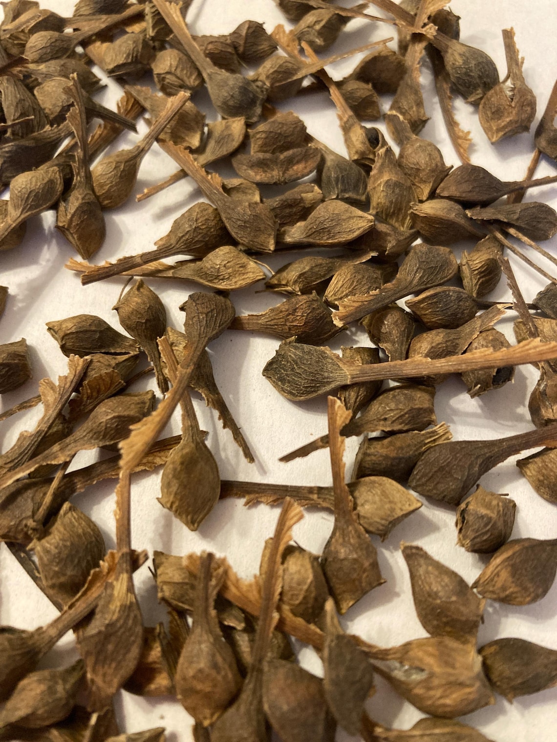 Balkan Maple Tree Seeds (acer Hyrcanum) - Etsy