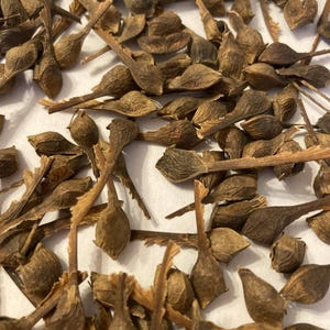 Balkan Maple Tree Seeds (acer Hyrcanum) - Etsy