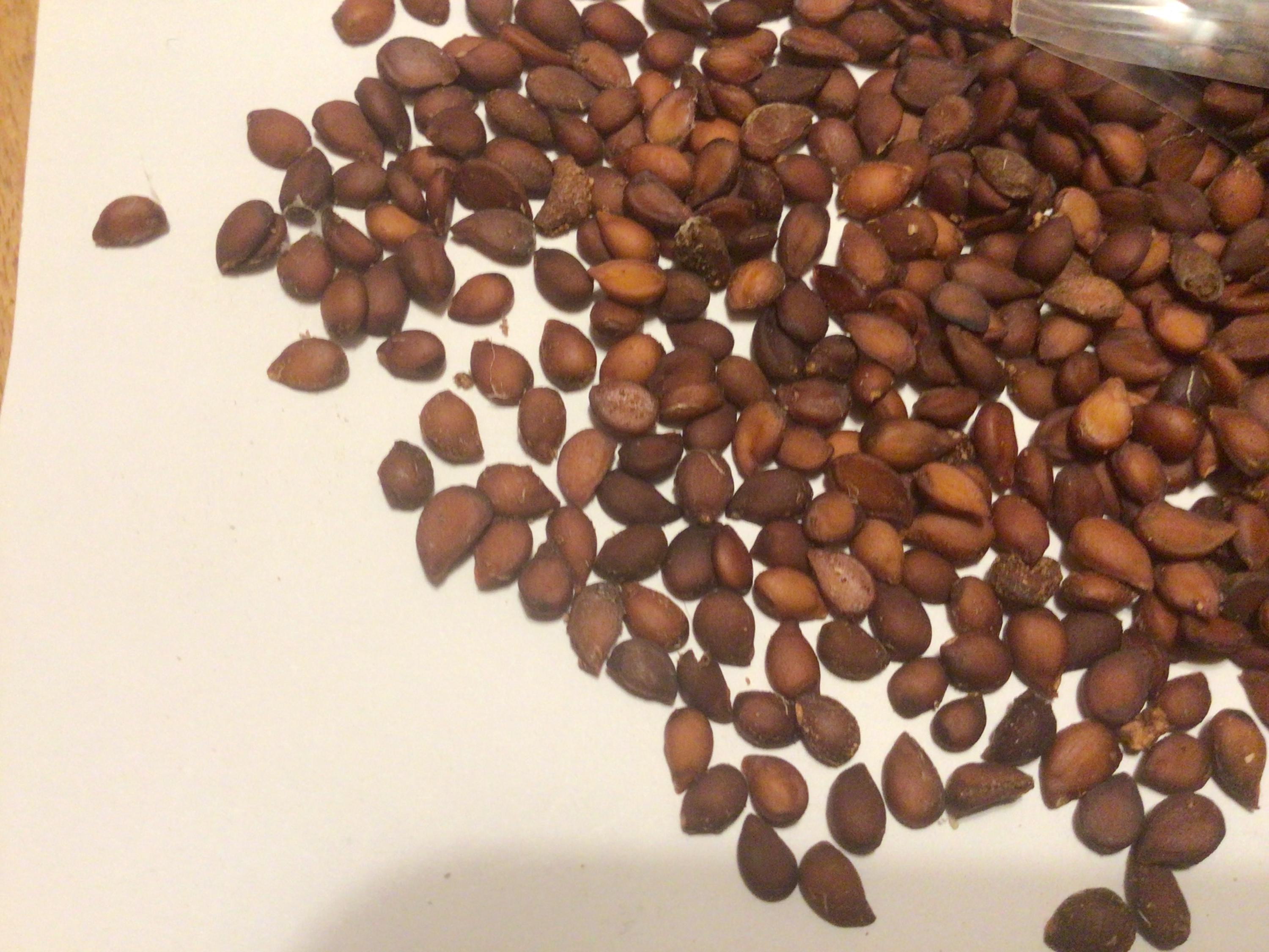 Common Pear Tree Seeds (PYRUS COMMUNIS) (domestic Pear) - Etsy