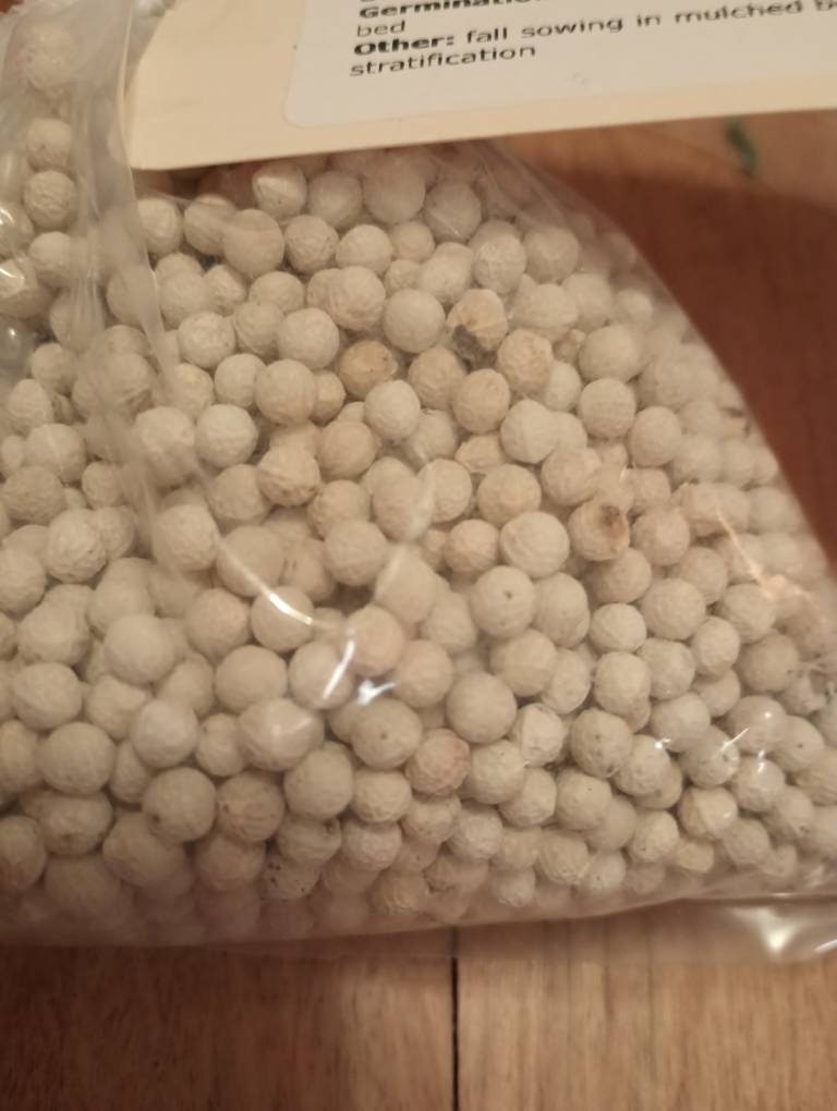 Common Hackberry Tree Seeds celtis Occidentalis Europe - Etsy