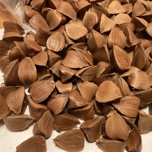 American Beech Tree Seeds (FAGUS GRANDIFOLIA) (beechnut) - Etsy