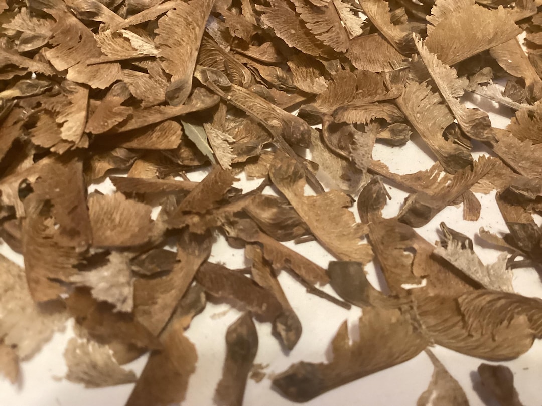 Trident Maple Tree Seeds (ACER BUERGERIANUM) (wing Intact) - Etsy