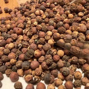 Lote Tree Seeds (CELTIS AUSTRALIS) (european Nettle) (mediterranean ...