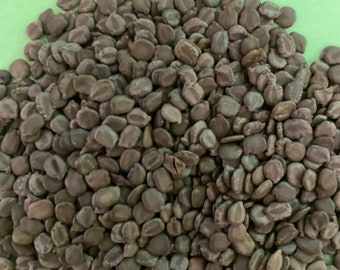 Seeds for Planting Ilex Decidua Seeds Possumhaw Possum Haw - Etsy