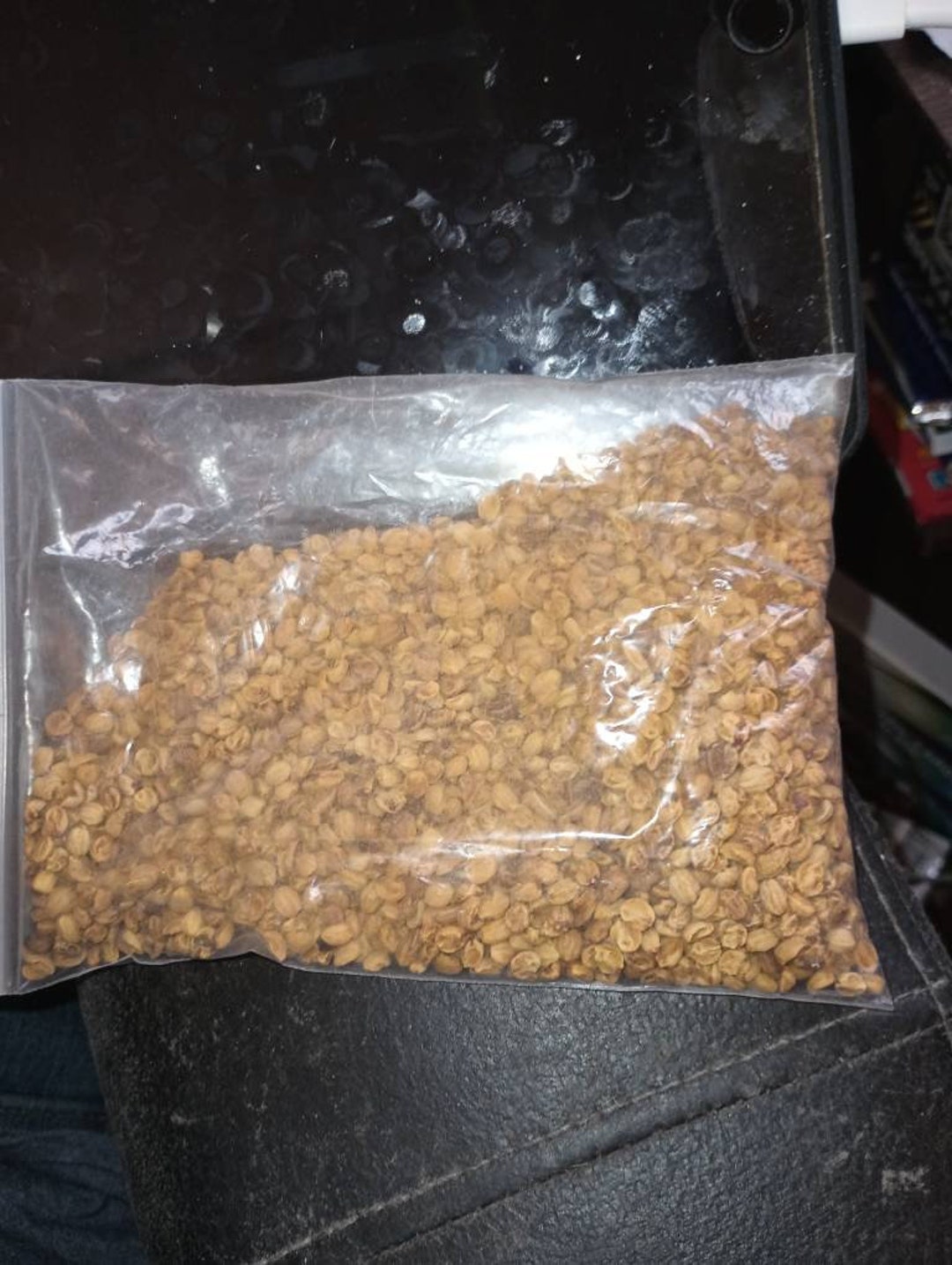 English Hawthorn Tree Seeds crataegus Laevigata woodland - Etsy