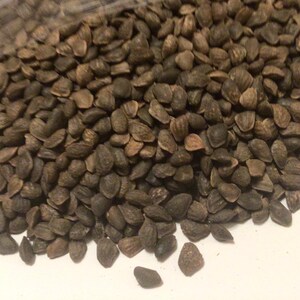 Improved Loblolly Pine Tree Seeds (PINUS TAEDA IMPROVED) - Etsy Canada