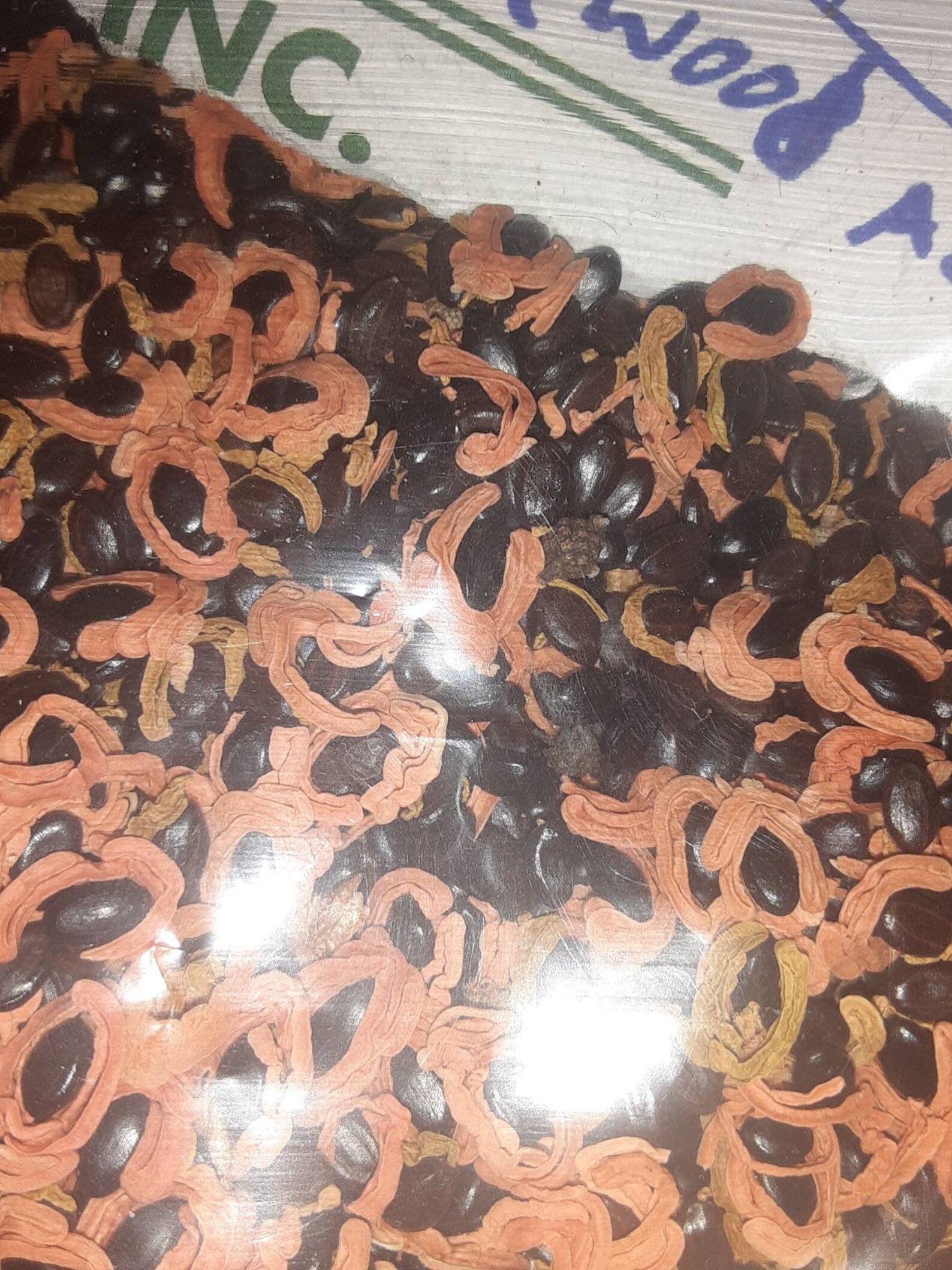 Black Acacia Tree Seeds (acacia Melanoxylon) - Etsy