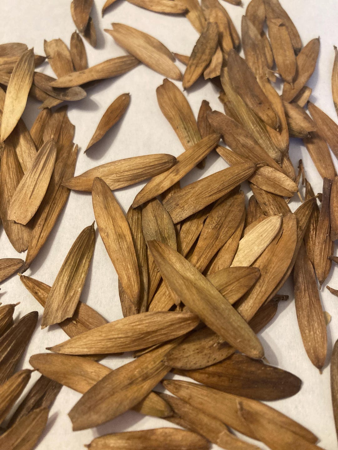 Desert Ash Tree Seeds (FRAXINUS Oxycarpa)(caucasian Ash) - Etsy