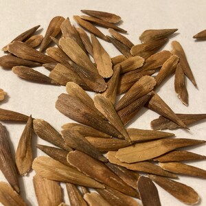 Pumpkin Ash Tree Seeds FRAXINUS PROFUNDA - Etsy