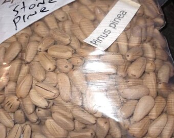 Pinus Pinea Italian Stone Pine Nut 10 Seeds - Etsy