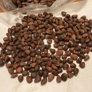 Japanese Stone Pine Tree Seeds (PINUS PUMILA) (dwarf Siberian Pine) - Etsy