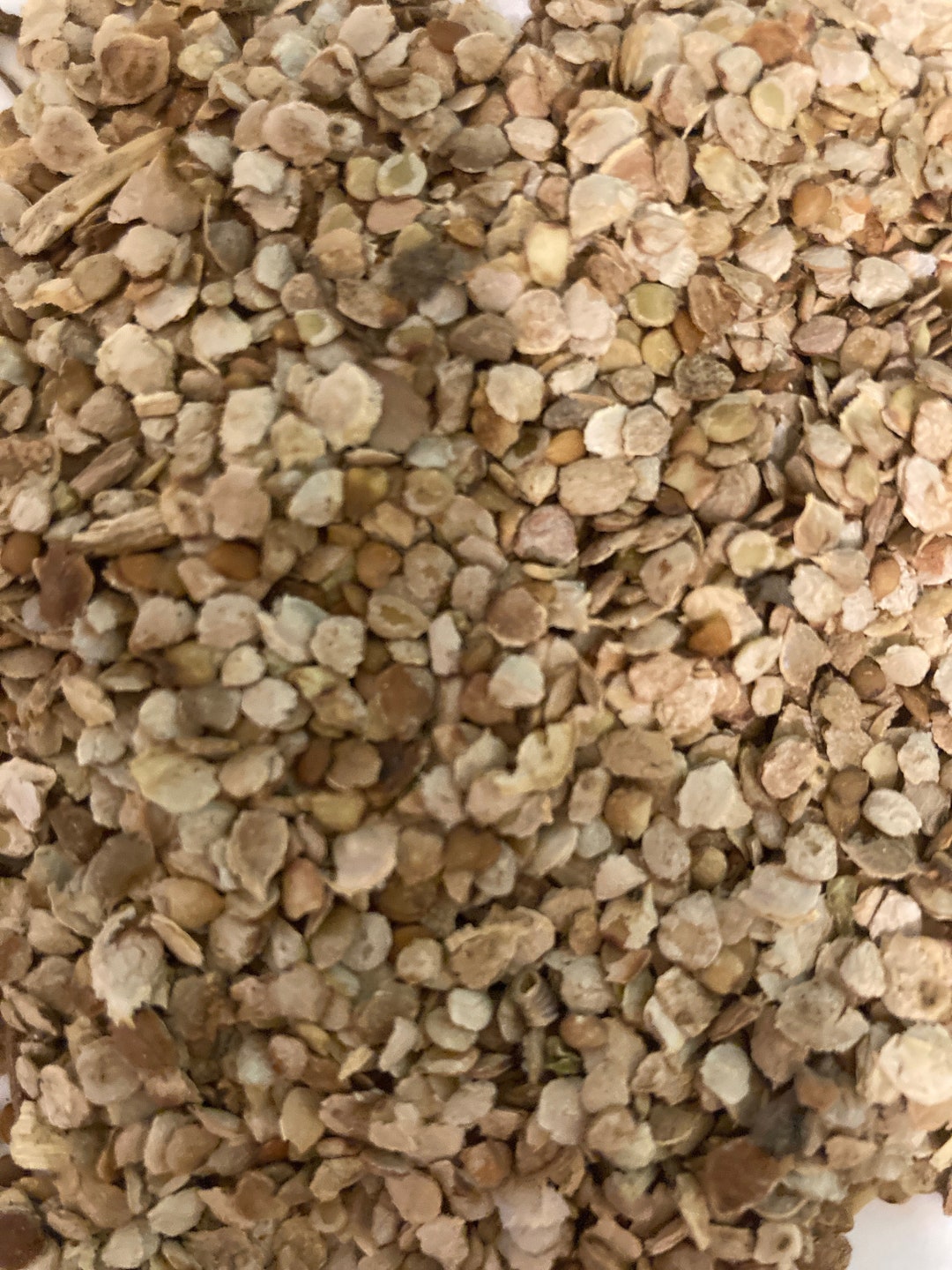 Siberian Elm Tree Seeds ULMUS PUMILA dwarf Elm asiatic Elm - Etsy