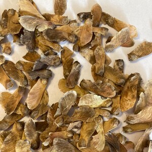 Kihachijo Japanese Maple Tree Seeds (ACER PALMATUM 'kihachijo') - Etsy