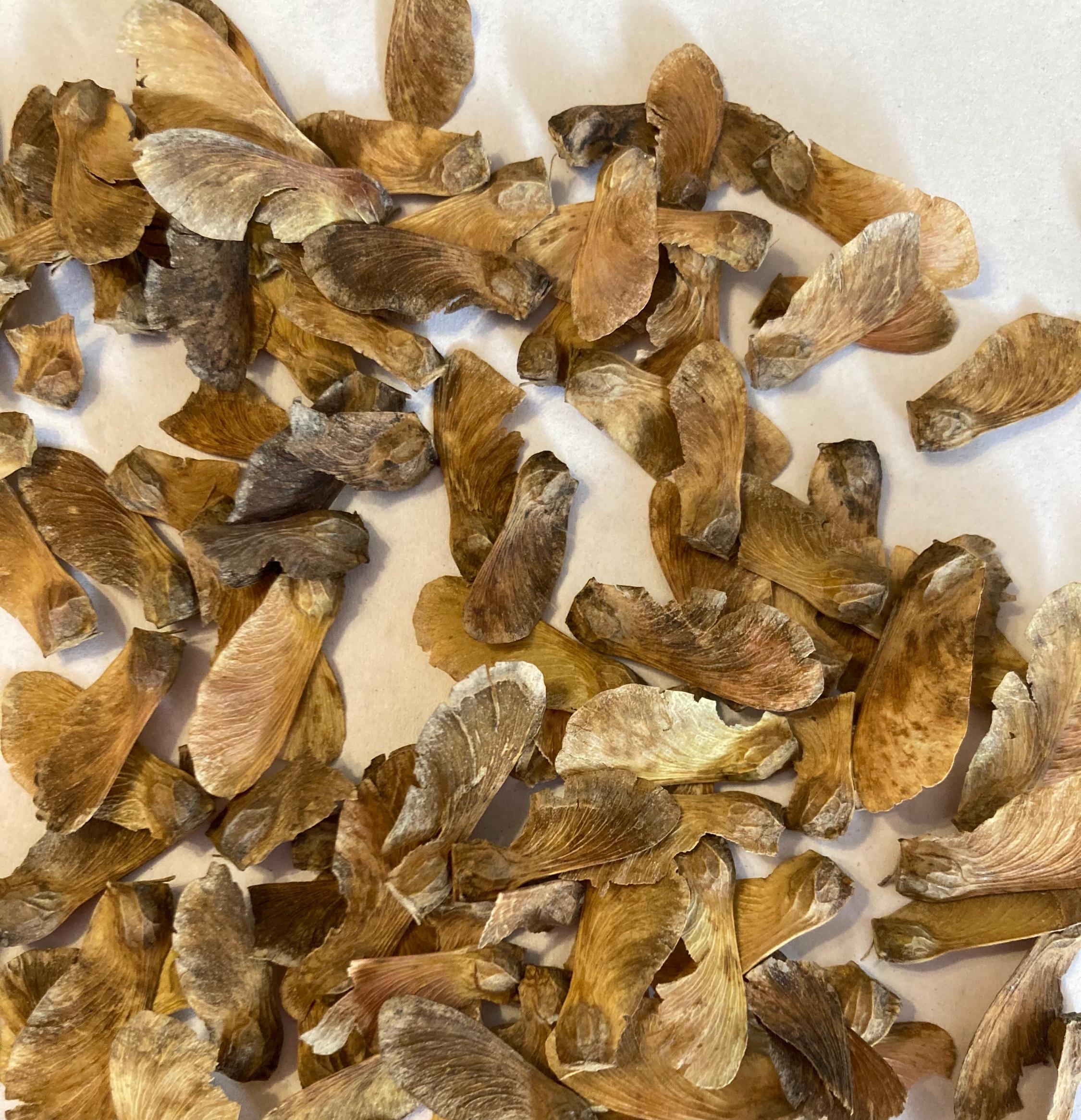 Kihachijo Japanese Maple Tree Seeds (ACER PALMATUM 'kihachijo') - Etsy