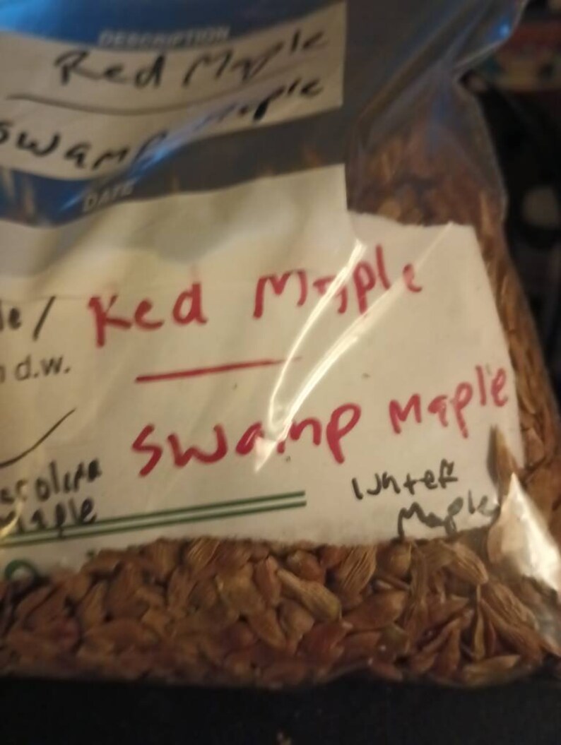 Swamp Maple Tree Seeds acer Rubrum carolina Maple Red - Etsy