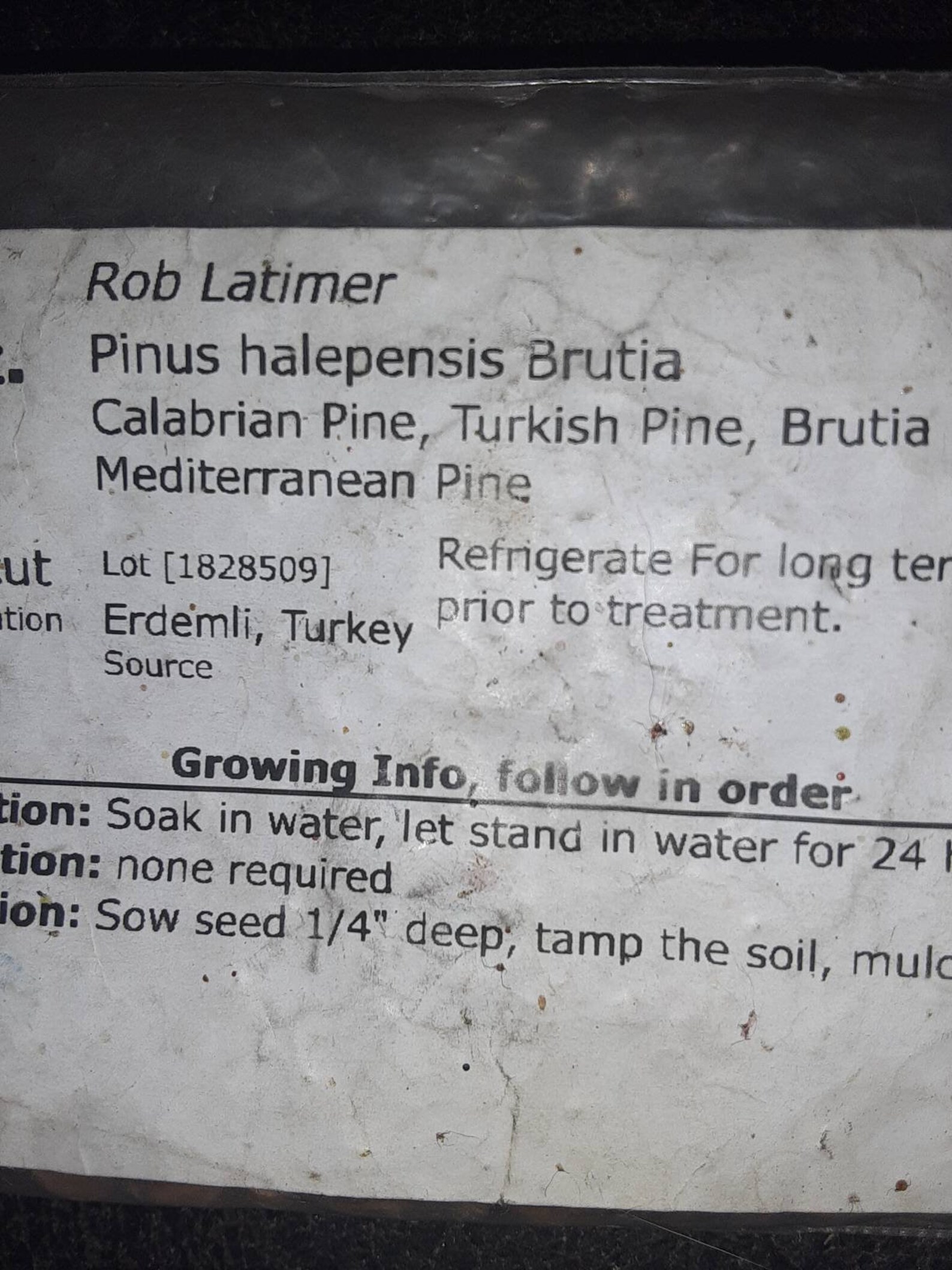 East Mediterranean Pine Tree Seeds pinus Halepensis Brutia - Etsy