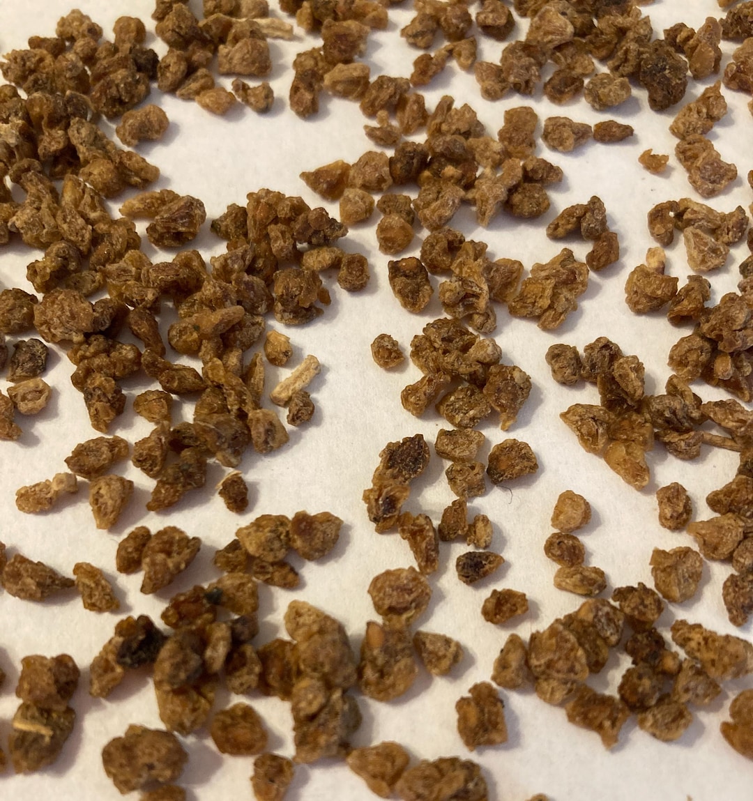 Long Mulberry Tree Seeds (MORUS MACROURA) (shahtoot) (king White ...