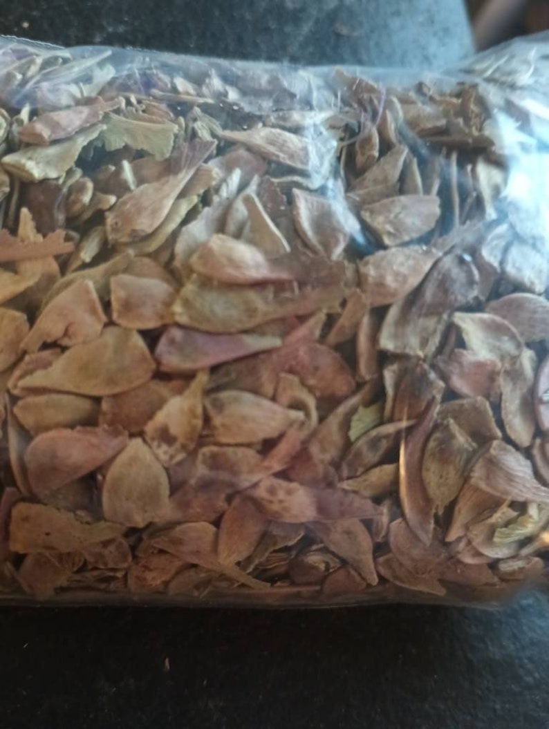 Mono Maple Tree Seeds acer Truncatum Var. Mono painted - Etsy