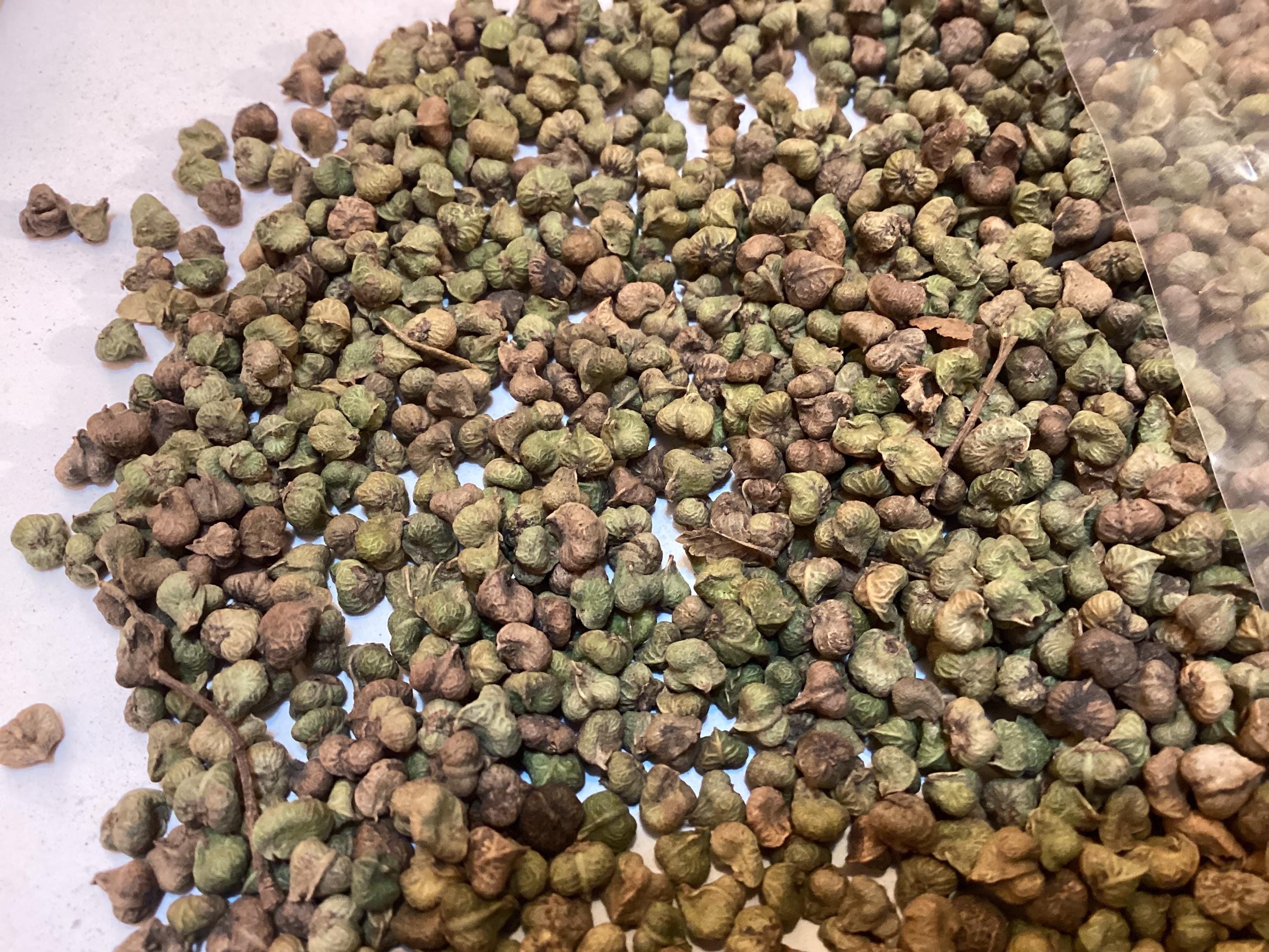 Southern Elm Tree Seeds (ZELKOVA SCHNEIDERIANA) (schneider’s Zelkova ...
