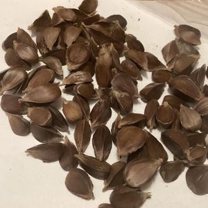 European Beech Tree Seeds (FAGUS SYLVATICA) (beechnut) - Etsy