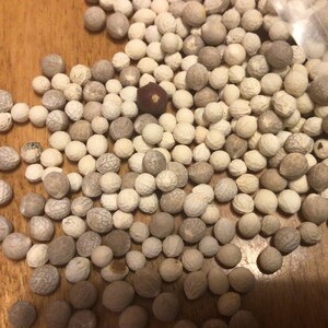 Sugar Hackberry Tree Seeds (CELTIS LAEVIGATA) (sugarberry) (southern ...