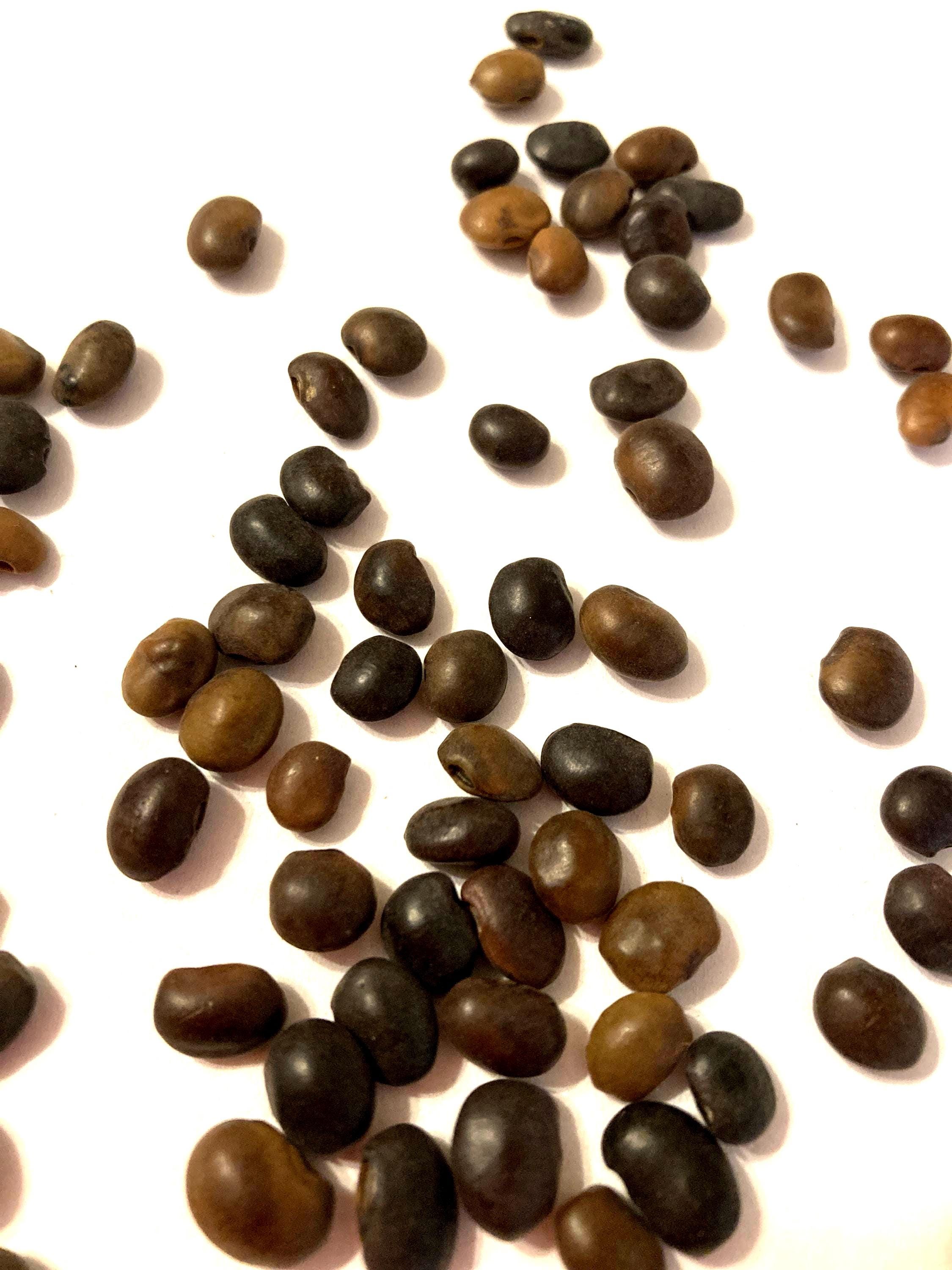 Japanese Pagoda Tree Seeds (SOPHORA JAPONICA) (chinese Scholar Tree) - Etsy
