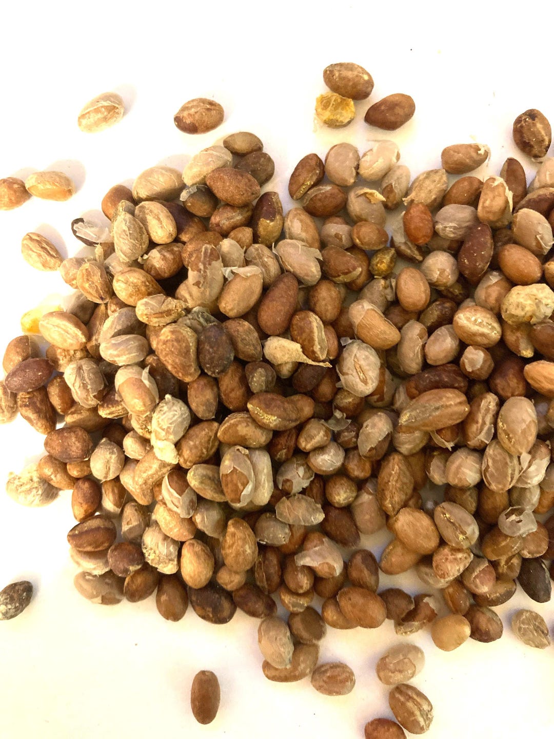 Eastern Wahoo Tree Seeds (EUONYMUS ATROPURPUREUS) (burningbush ...