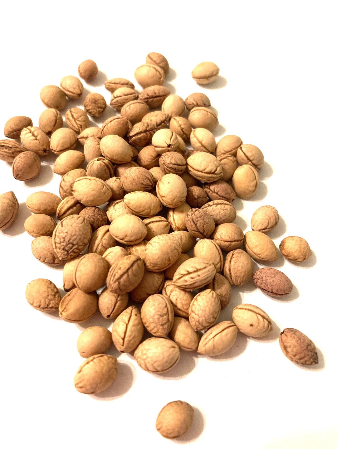 Eastern Sand Cherry Tree Seeds (PRUNUS PUMILA) (sandcherry) - Etsy