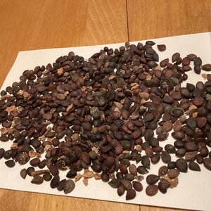 Chinese Sand Pear Tree Seeds (PYRUS PYRIFOLIA) - Etsy