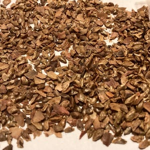 Chinese Hemlock Tree Seeds (TSUGA CHINENSIS) - Etsy