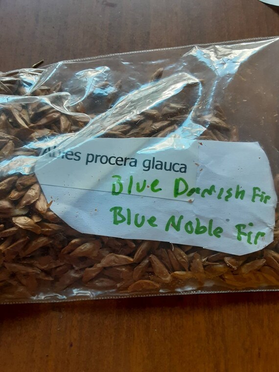 Blue Noble Fir Tree Seeds. abies Procera Glauca | Etsy
