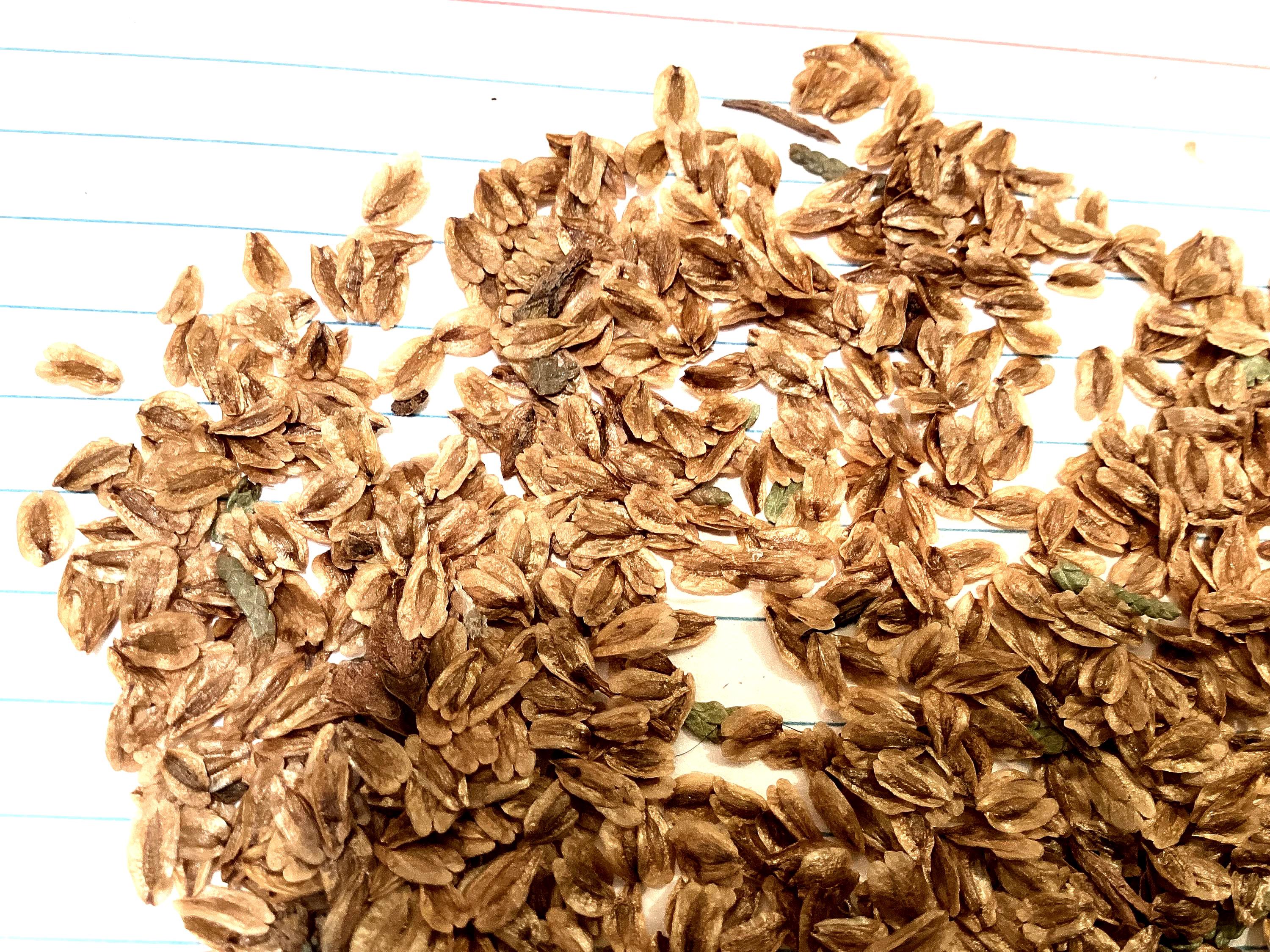 Western Red Cedar Tree Seeds (THUJA PLICATA) for Planting - Etsy
