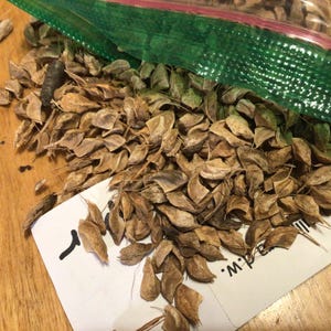 Tulip Poplar Tree Seeds (LIRIODENDRON TULIPIFERA) - Etsy